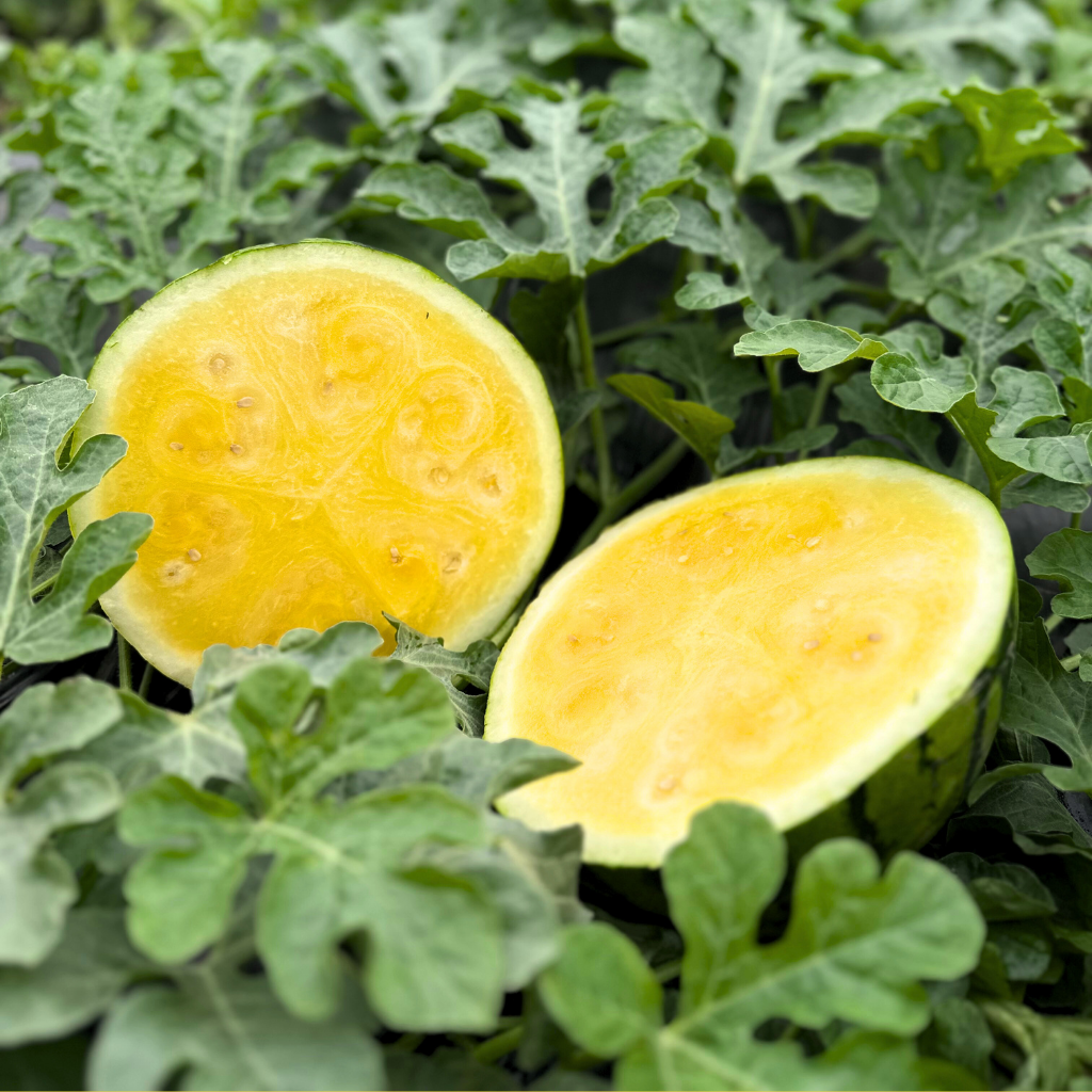 It’s Melon Season! – Tanaka Farms