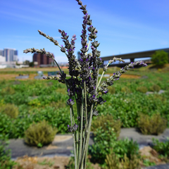 Tanaka Farms